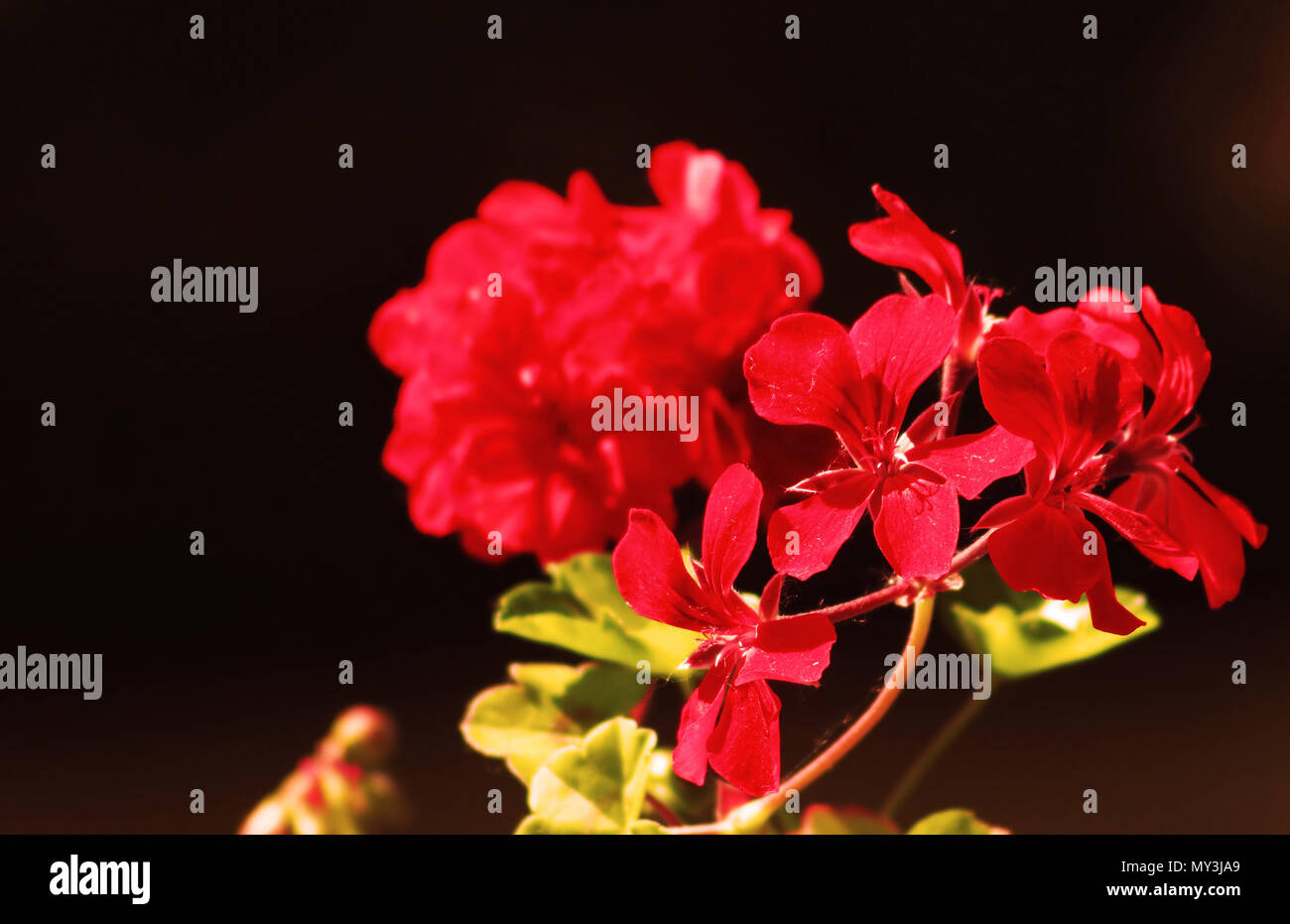 Red geranium close up in the garden with dark background Stock Photo ...