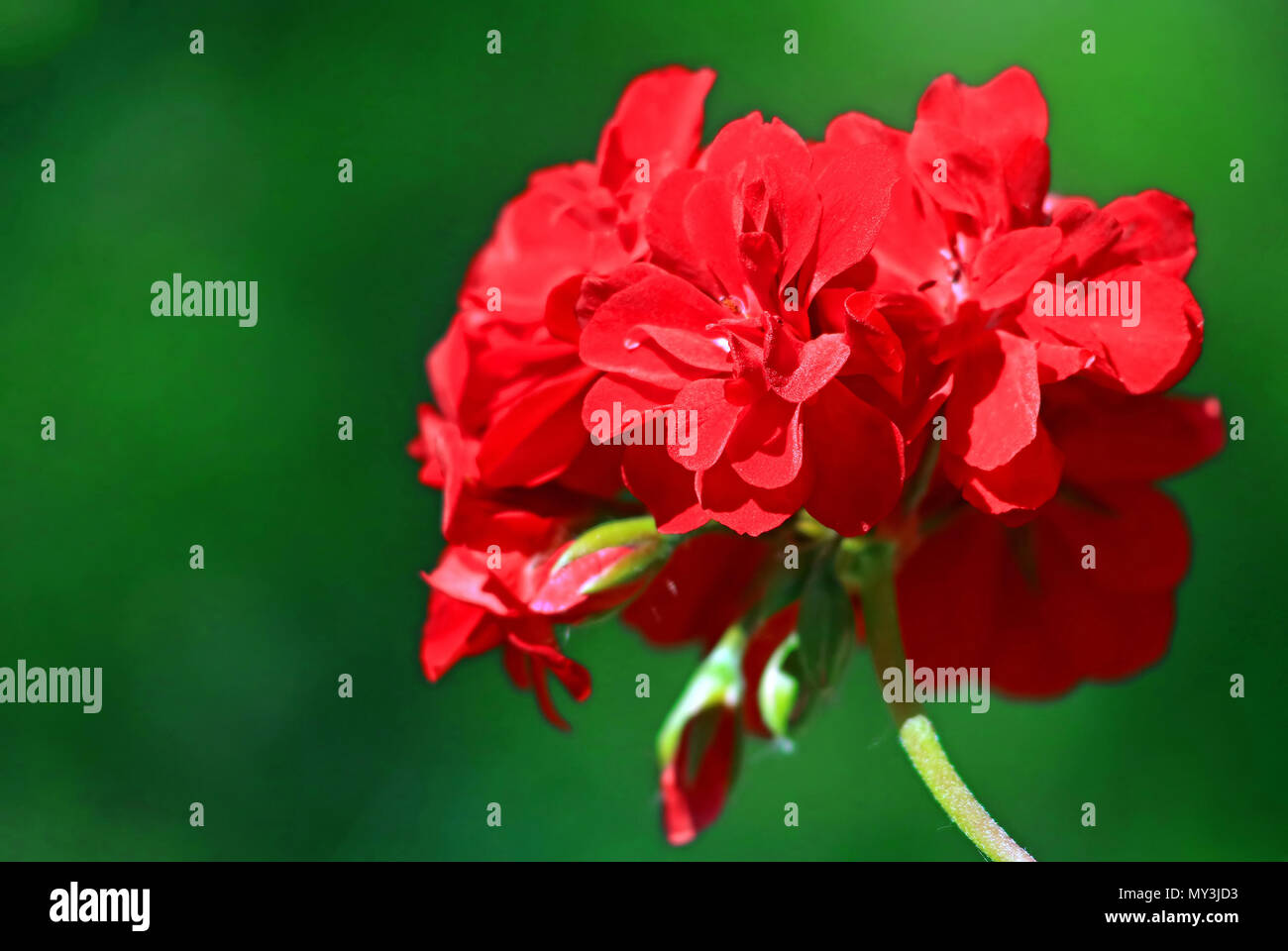 Red geranium close up in the garden with green background Stock Photo ...
