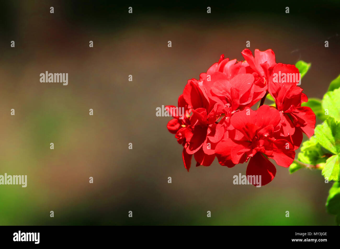 Red geranium close up in the garden with dark background Stock Photo ...
