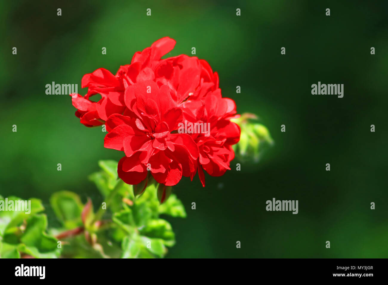 Red geranium close up in the garden with green background Stock Photo ...