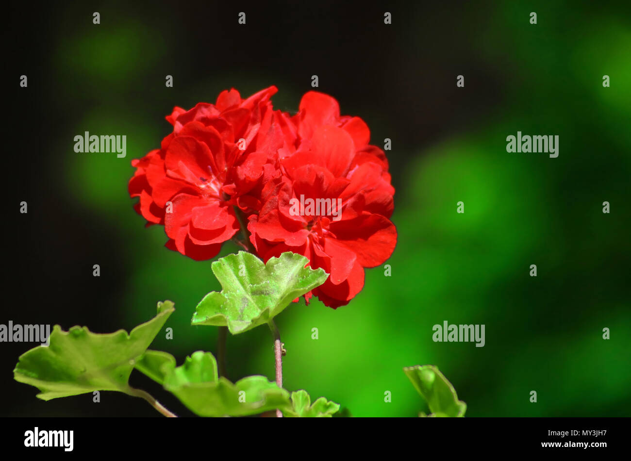 Red geranium close up in the garden with green background Stock Photo ...