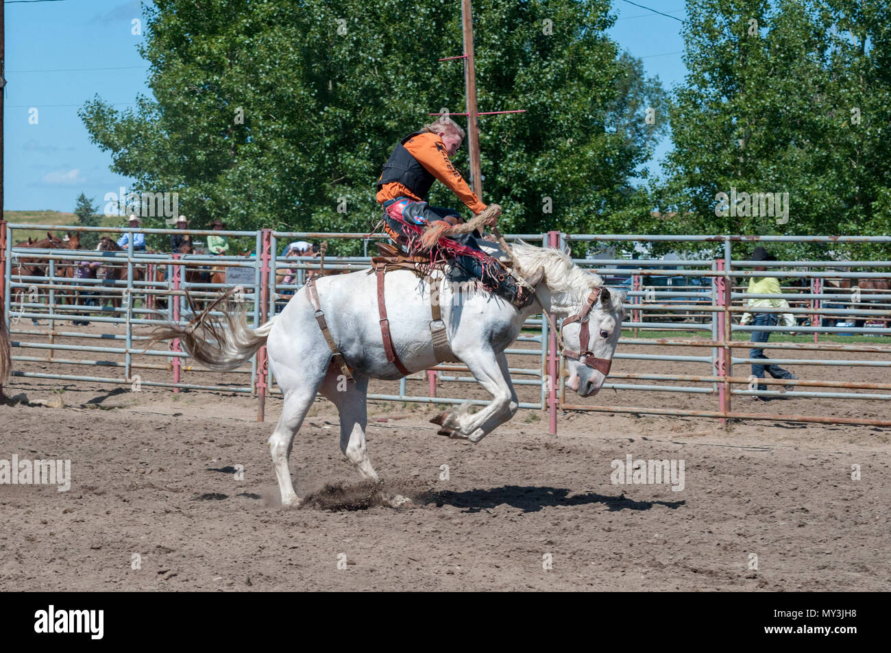 Amateur Saddlebronc rodeo competition. Nanton Nite Rodeo, Nanton ...
