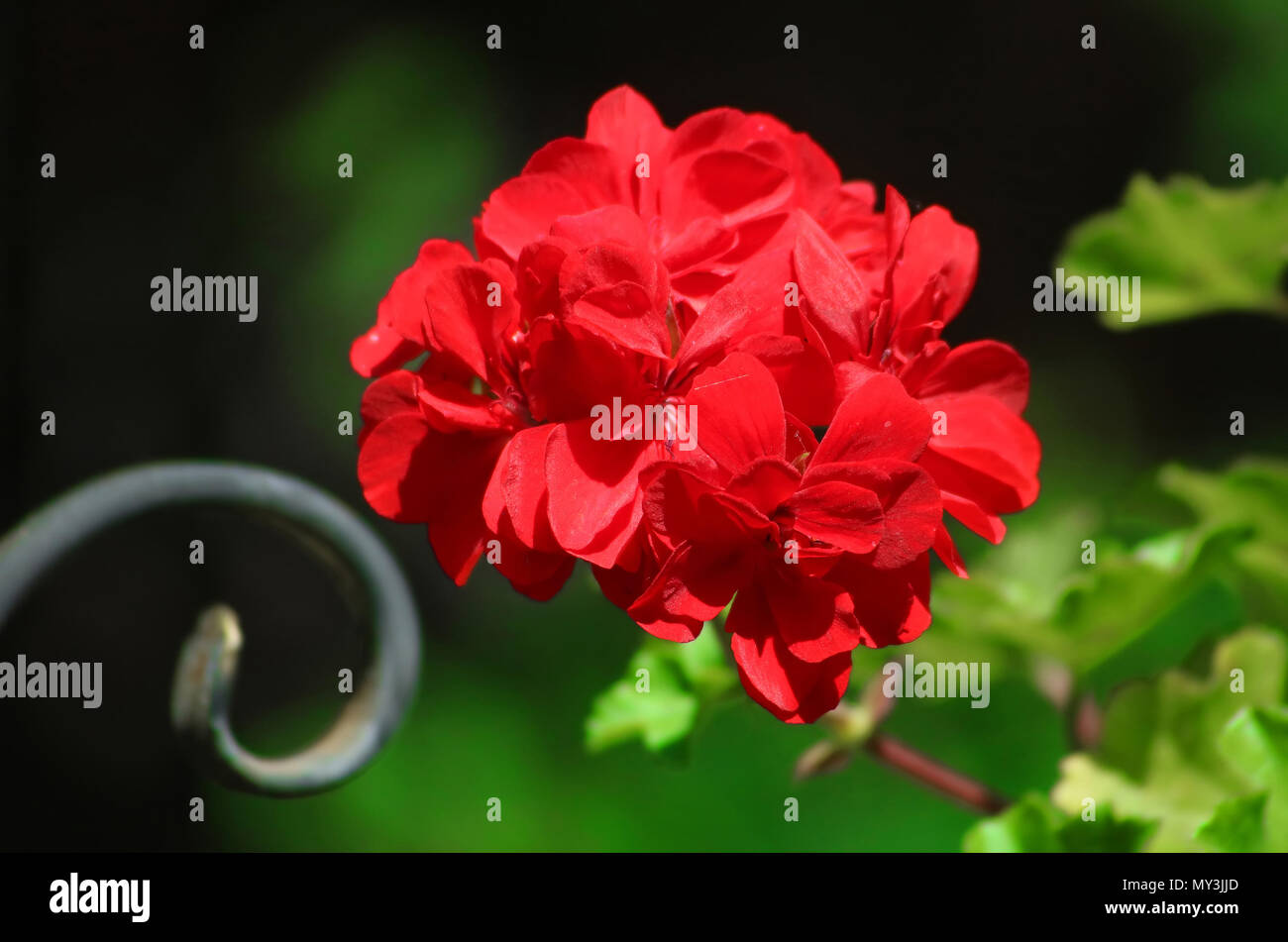 Red geranium close up in the garden with green background Stock Photo ...