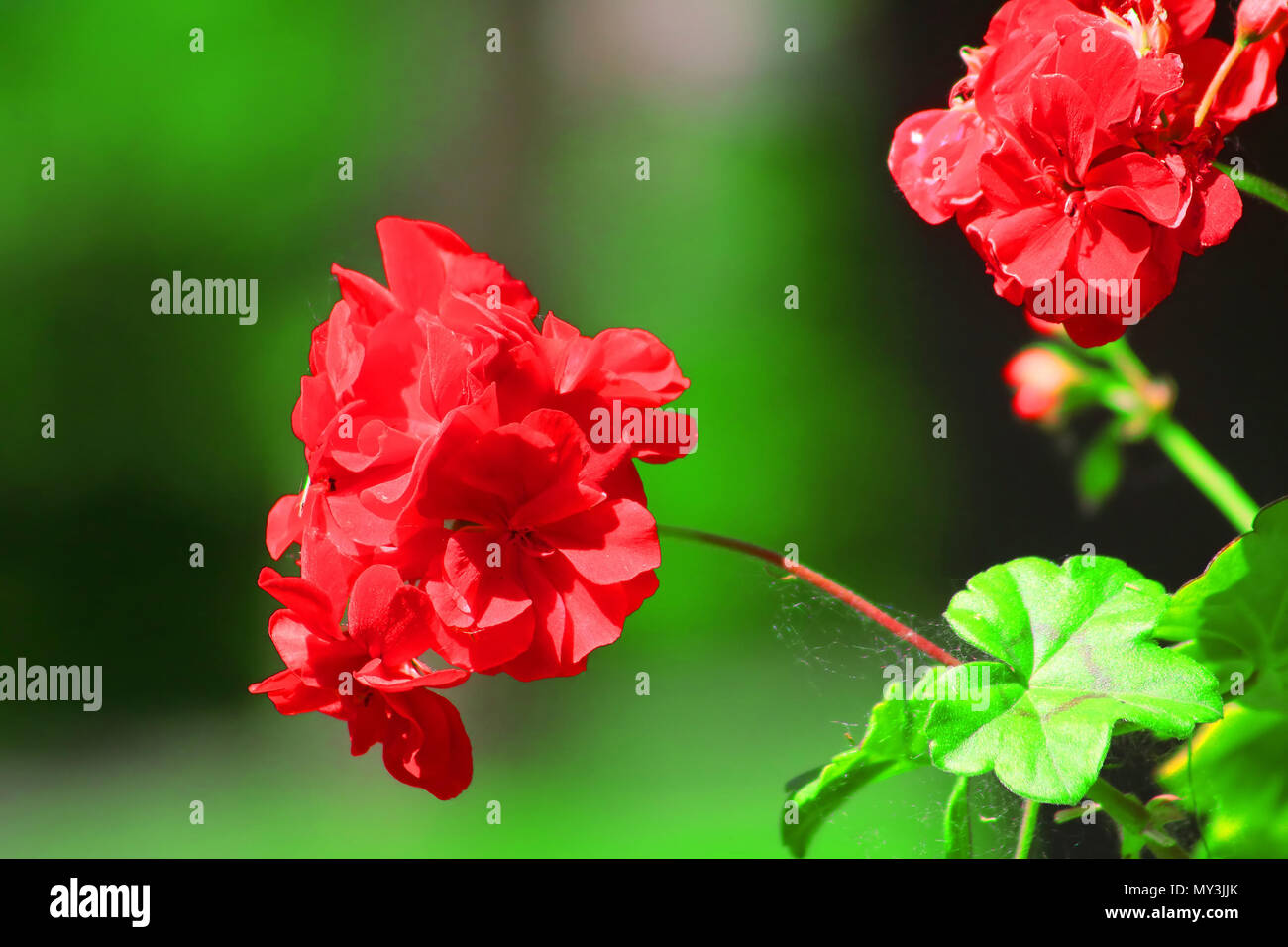 Red geranium close up in the garden with green background Stock Photo ...