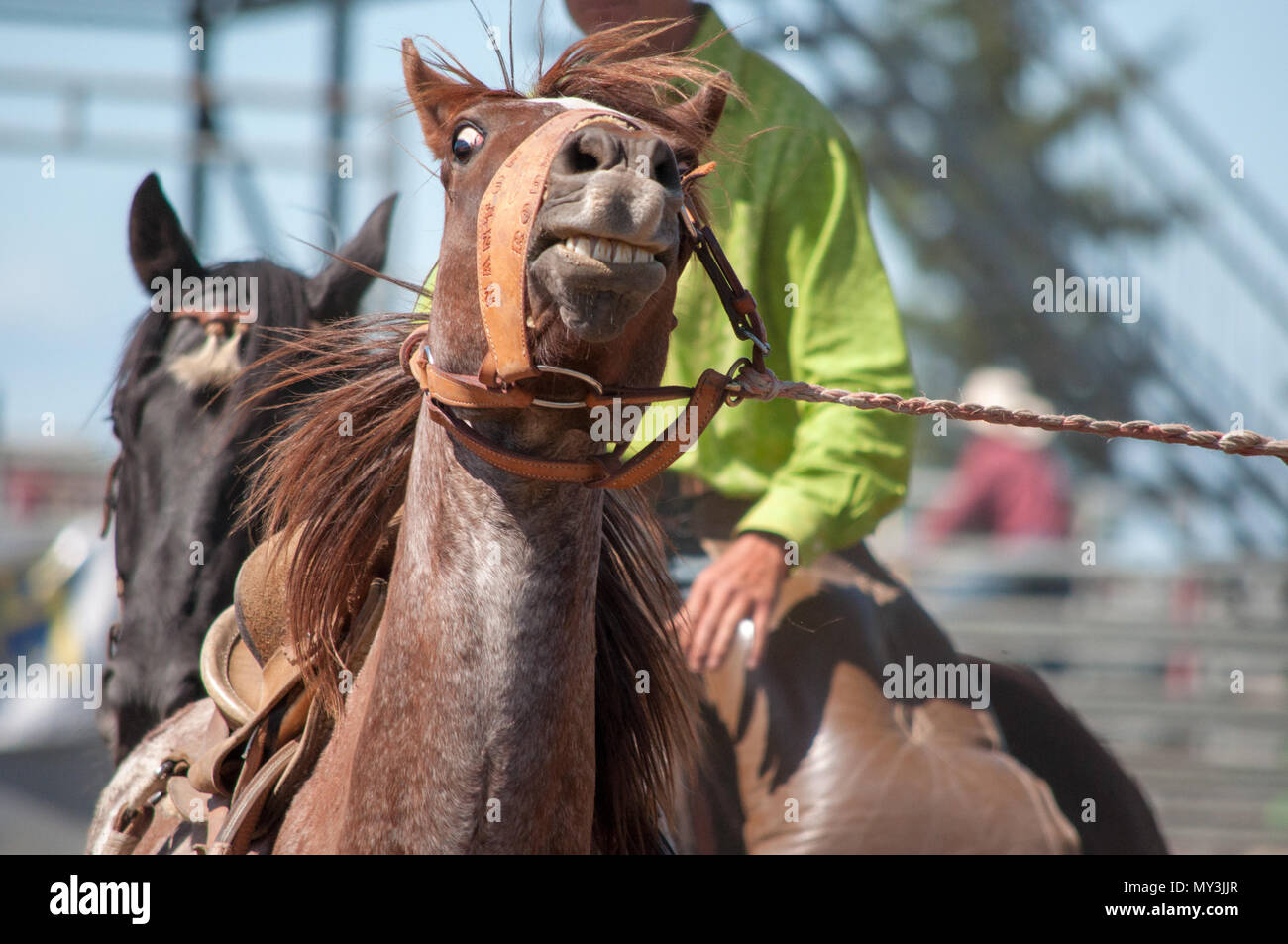 Amateur Saddlebronc rodeo competition. Nanton Nite Rodeo, Nanton ...