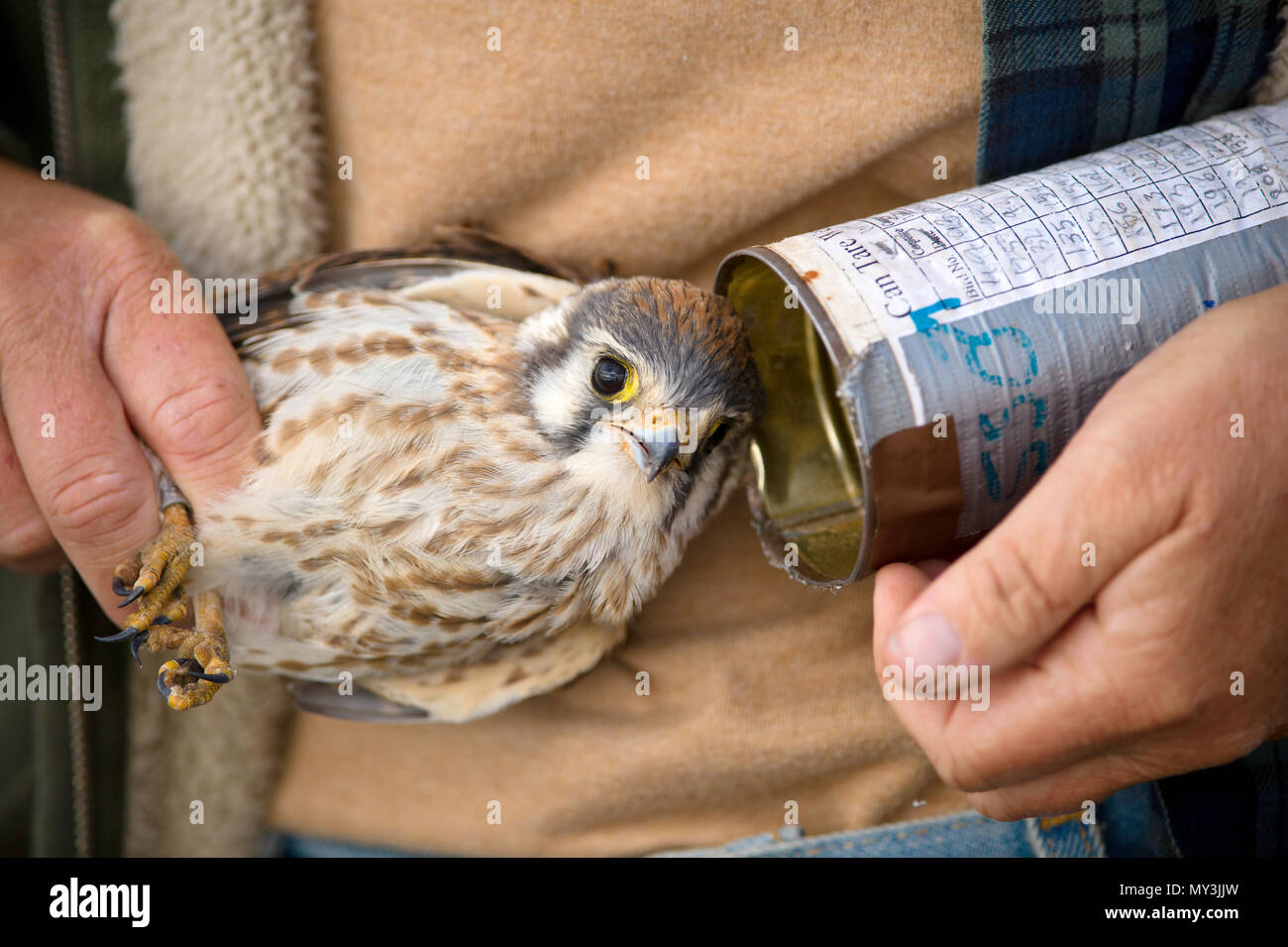 Hawkwatch.org hawk and raptor banding project at the largest raptor ...