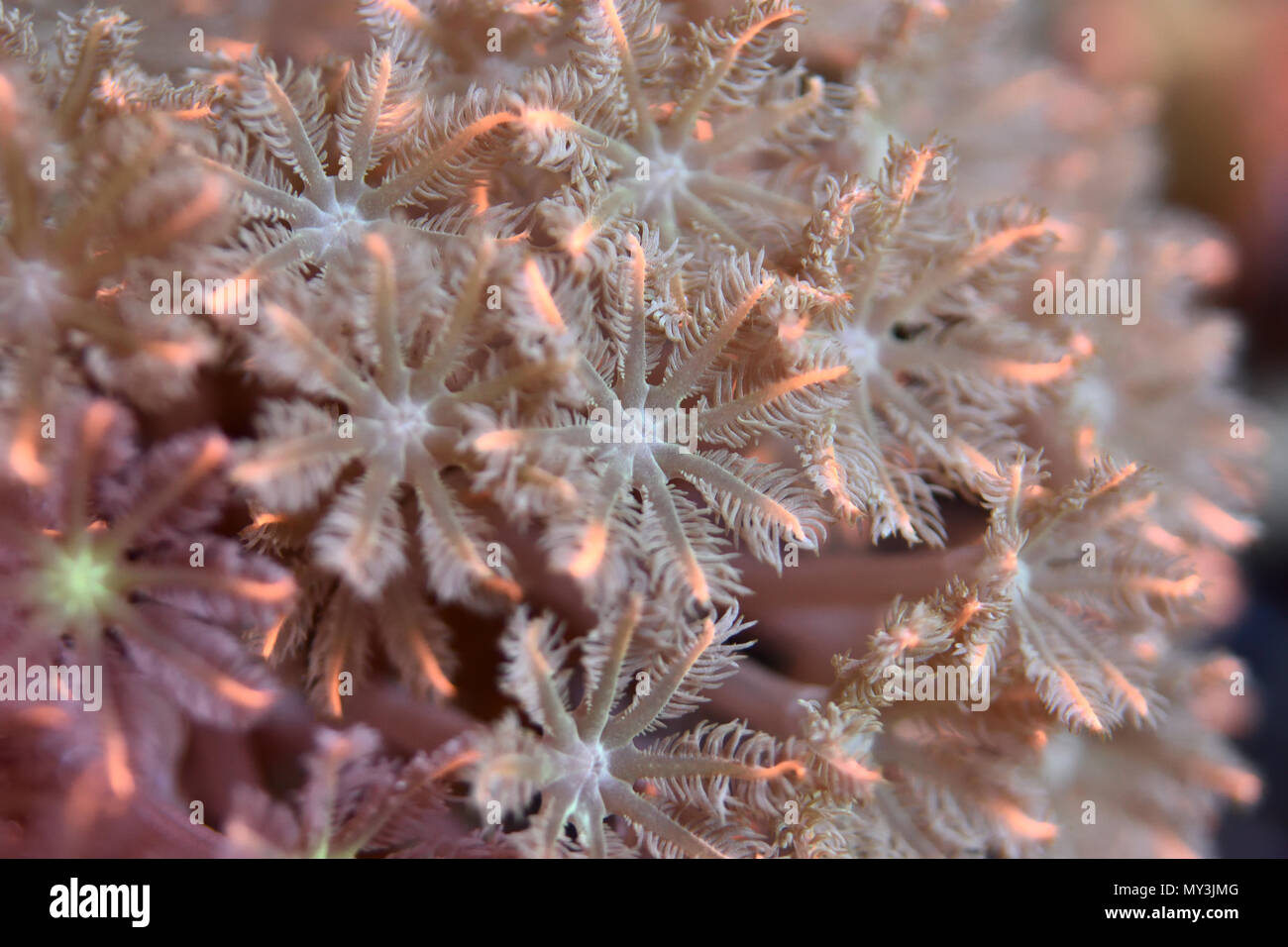 Clove Polyp soft coral Stock Photo - Alamy
