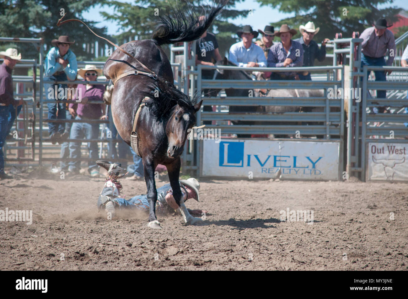 Amateur Saddlebronc rodeo competition. Nanton Nite Rodeo, Nanton ...