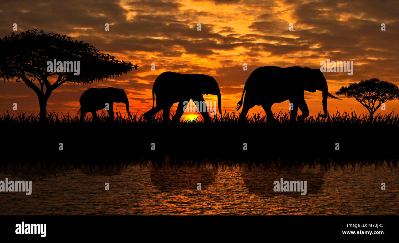 Elephants Sunset Wallpaper