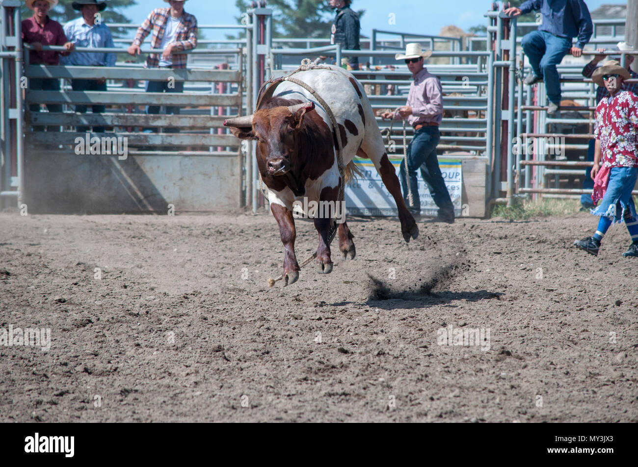 Bull bucks after throwing his rider in a bull riding competition ...