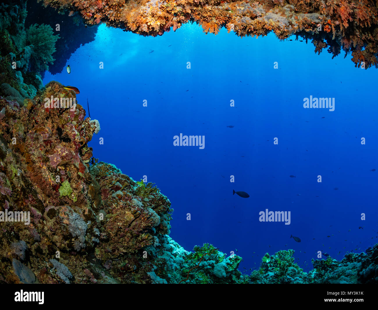 Coral growth on an underwater cave Stock Photo - Alamy