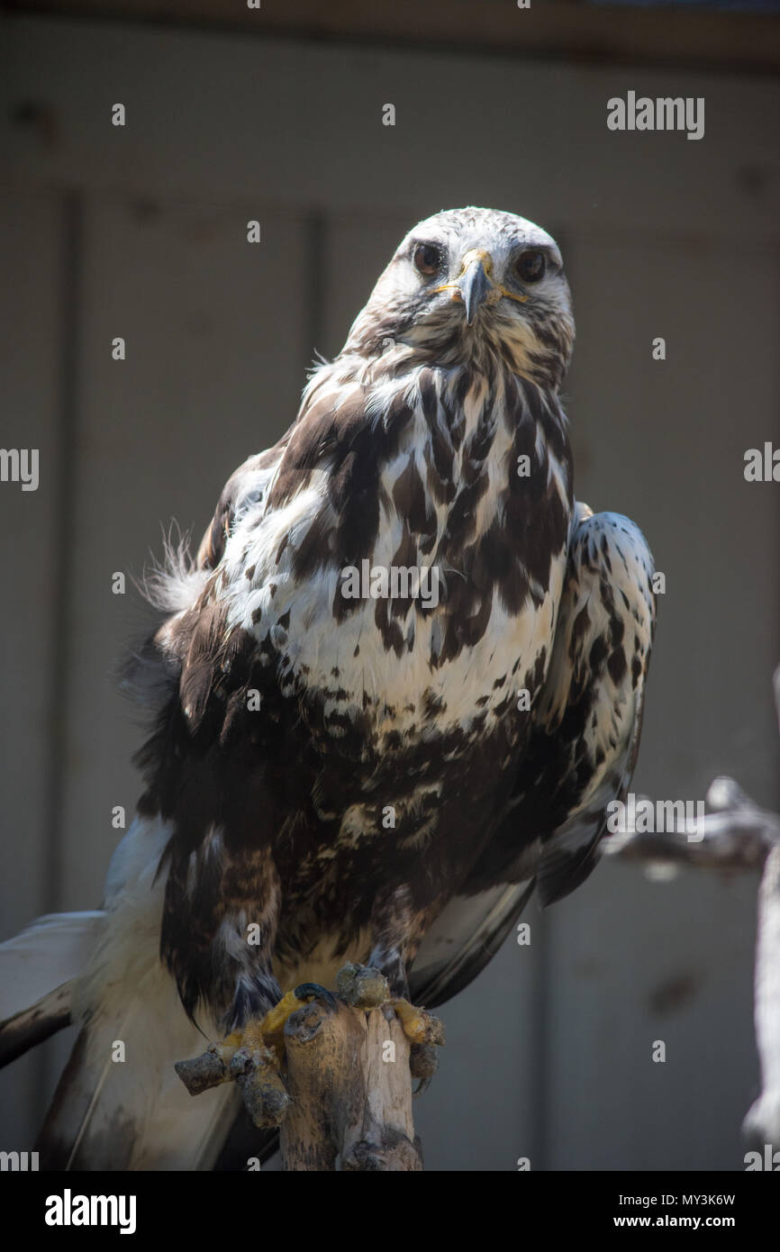 Rusted leg hawk hi-res stock photography and images - Alamy