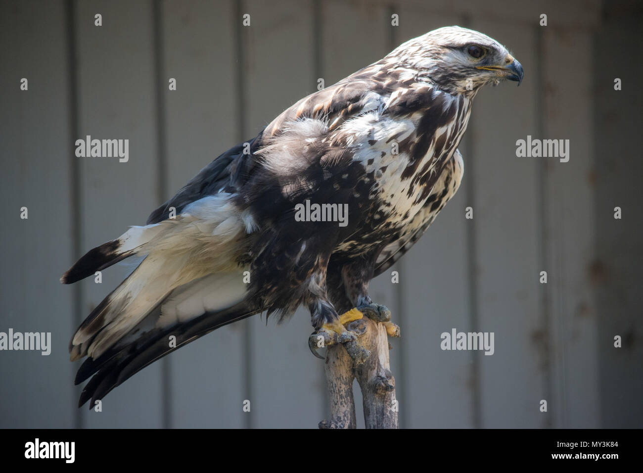 Rusted leg hawk hi-res stock photography and images - Alamy