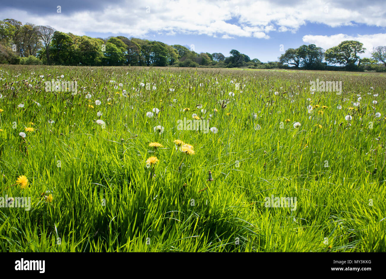 English meadow flowers hi-res stock photography and images - Alamy