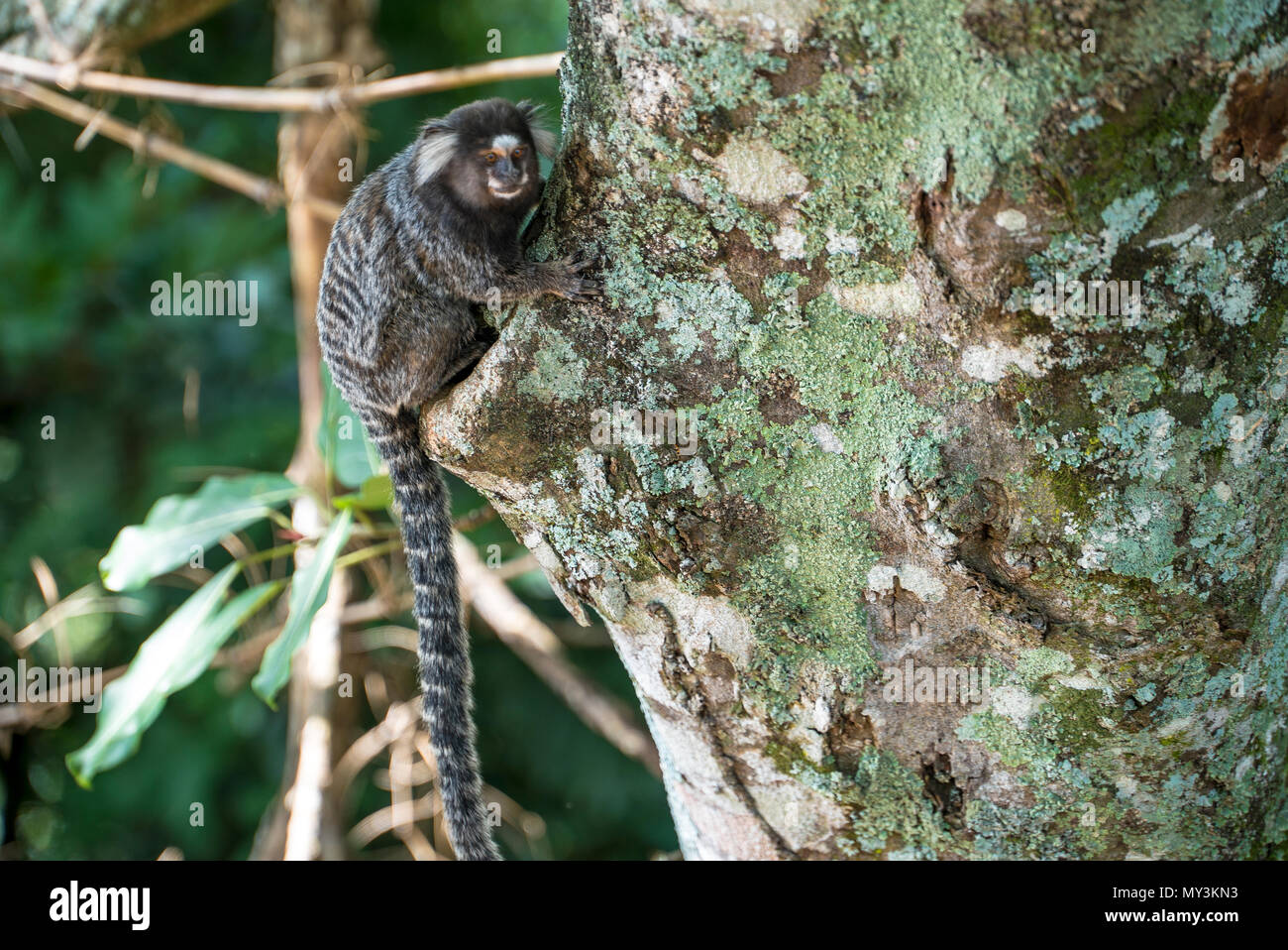 Monkey in the tree of Rio de Janeiro Brazil Tijuca forest Stock Photo ...