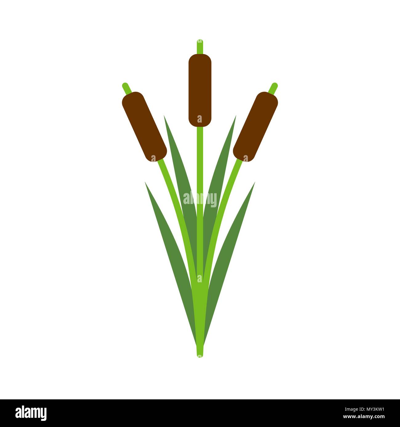 Reeds isolated. Pond plant on white background. Vector illustration Stock Vector Image & Art - Alamy