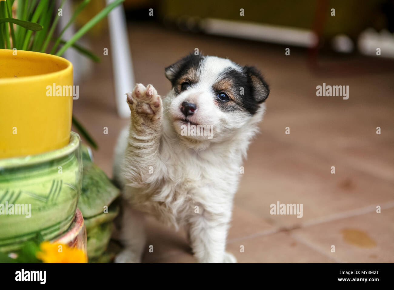 Cute animals posing for the camera beeing curious and adorable Stock ...