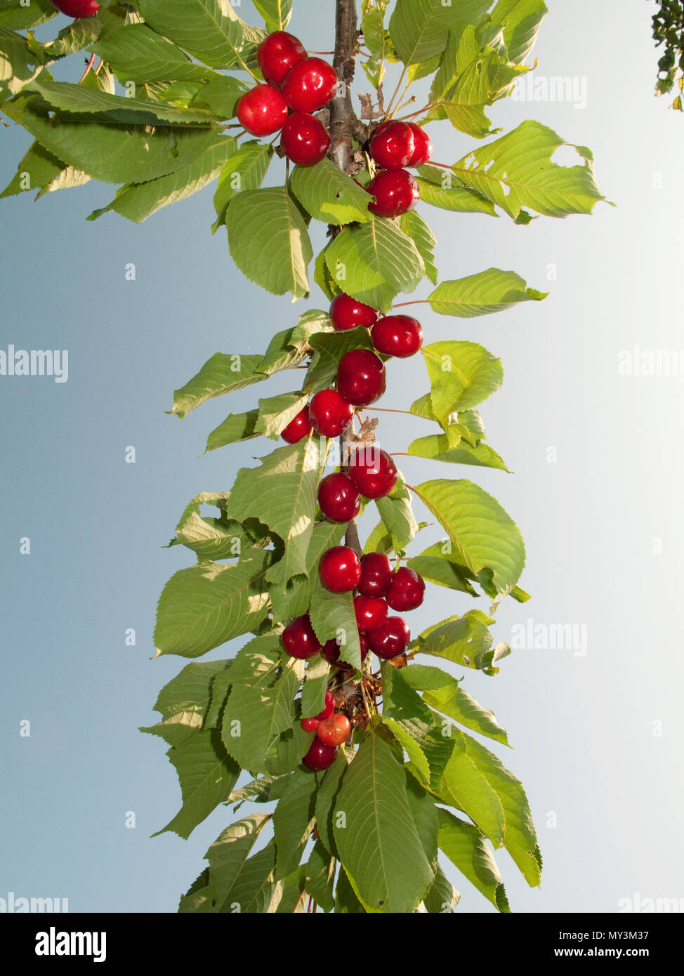 cherry tree branch Stock Photo - Alamy