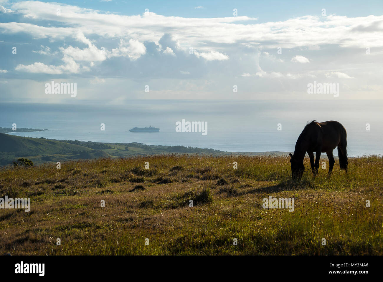 Horse eating at the beach hi-res stock photography and images - Alamy