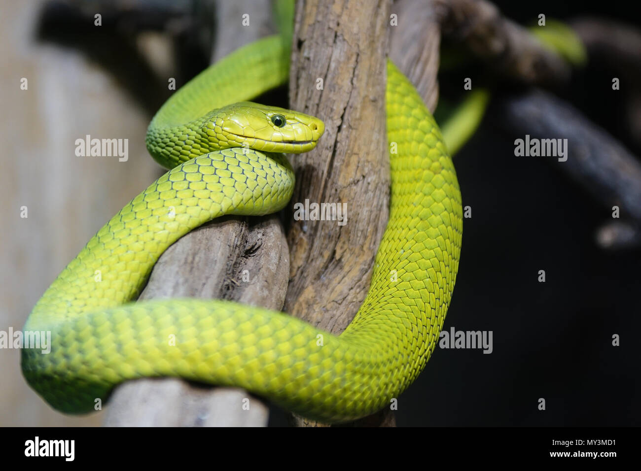 Green Mamba (Dendroaspis viridis), dangerous african snake Stock Photo ...