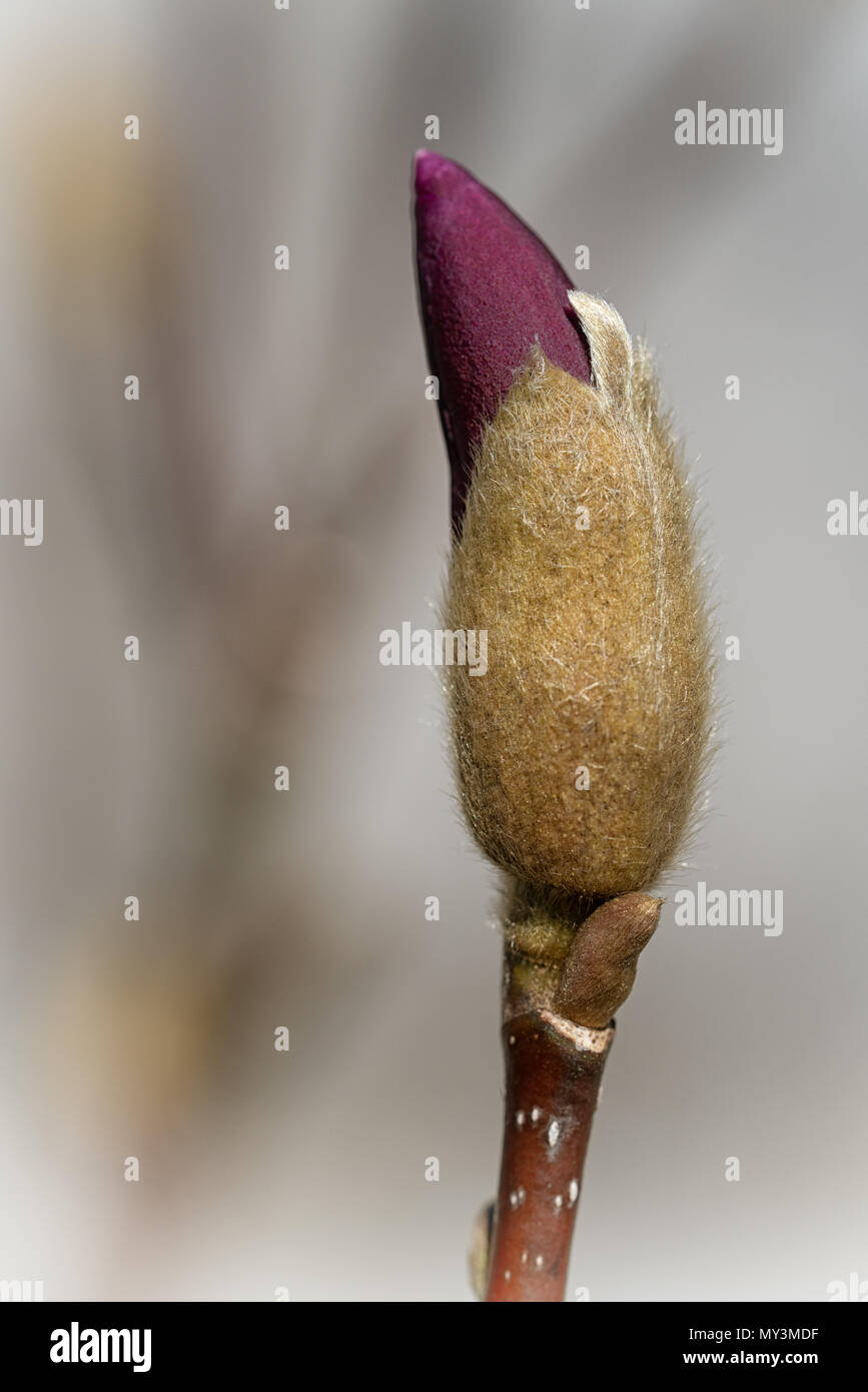 Opening bud, new life in springtime Stock Photo - Alamy