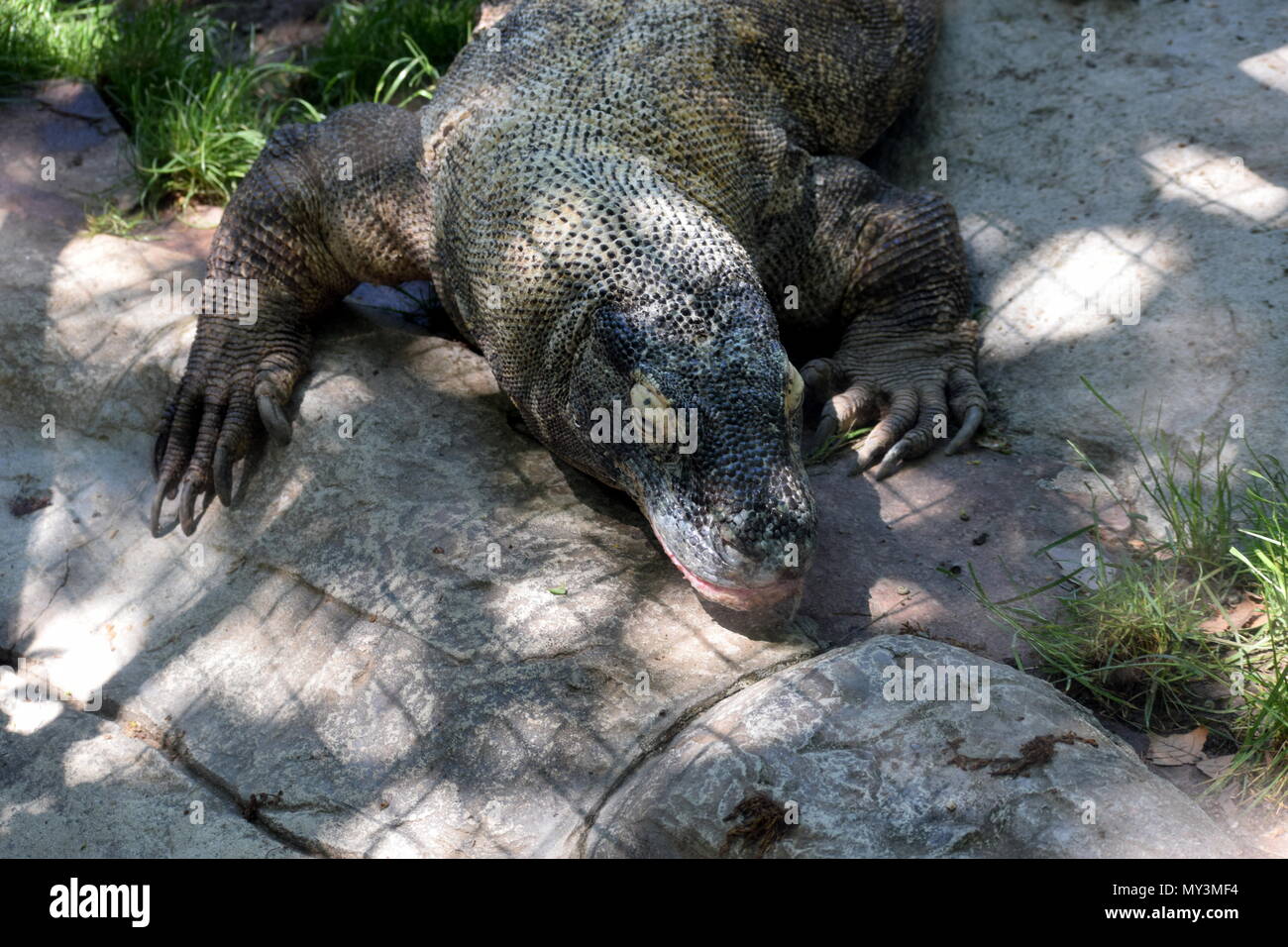 Animal scales hi-res stock photography and images - Alamy
