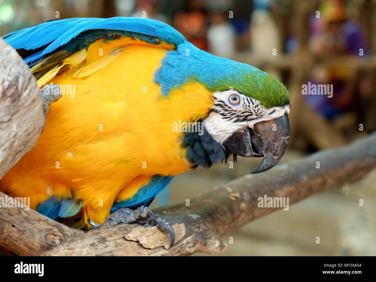 View of colorful macaw parrot Stock Photo - Alamy