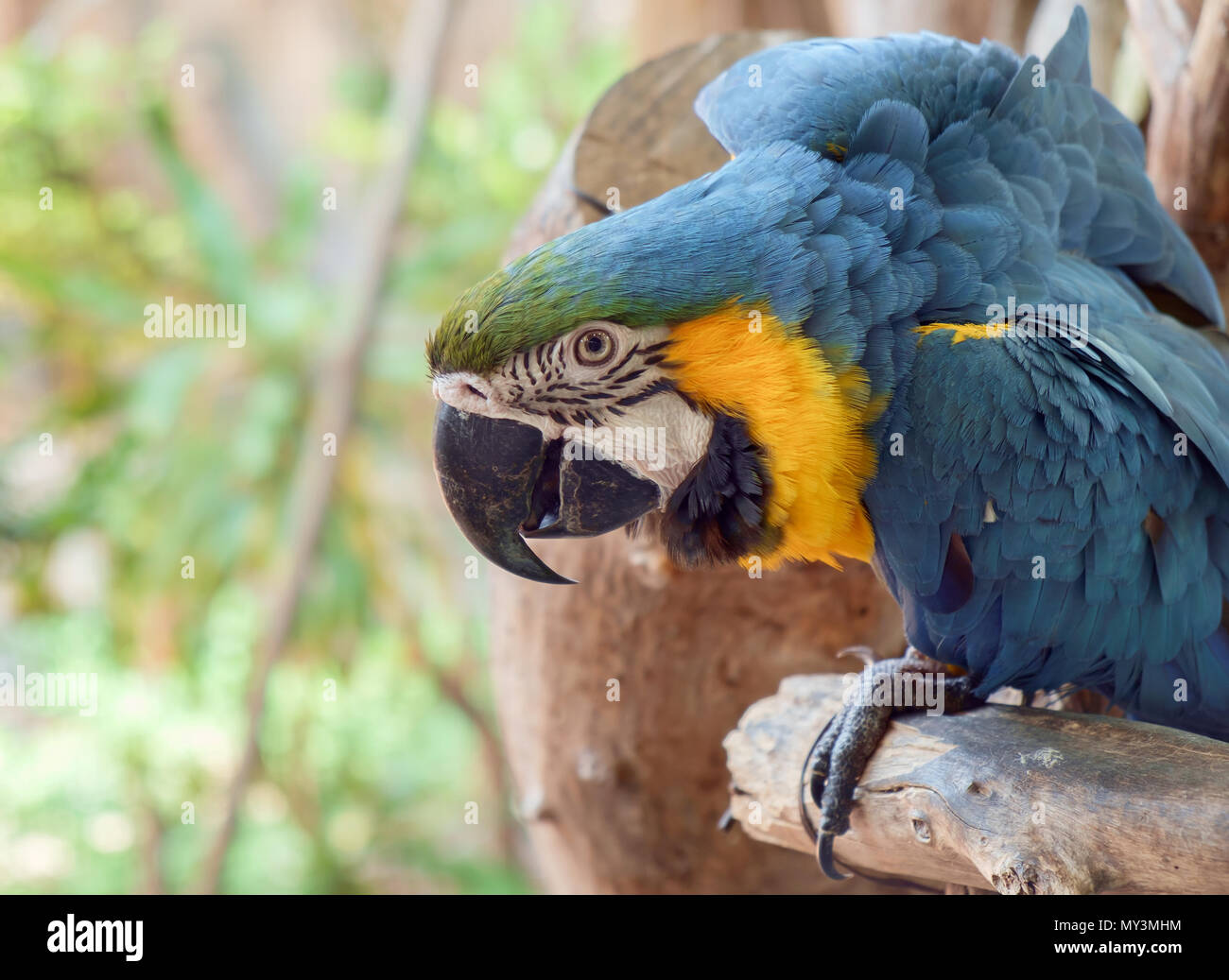 View of colorful macaw parrot Stock Photo - Alamy