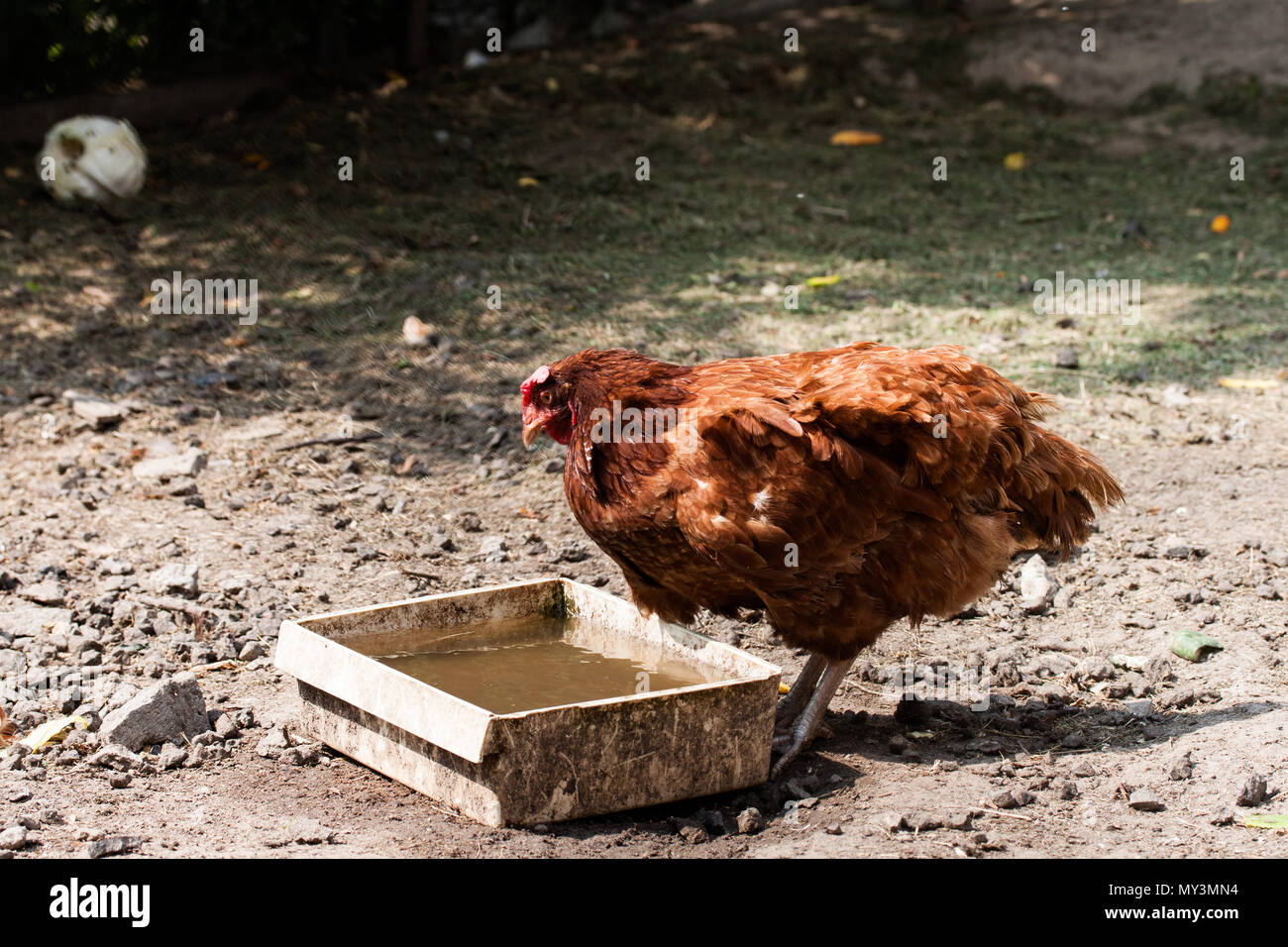 Neglected farm hi-res stock photography and images - Alamy