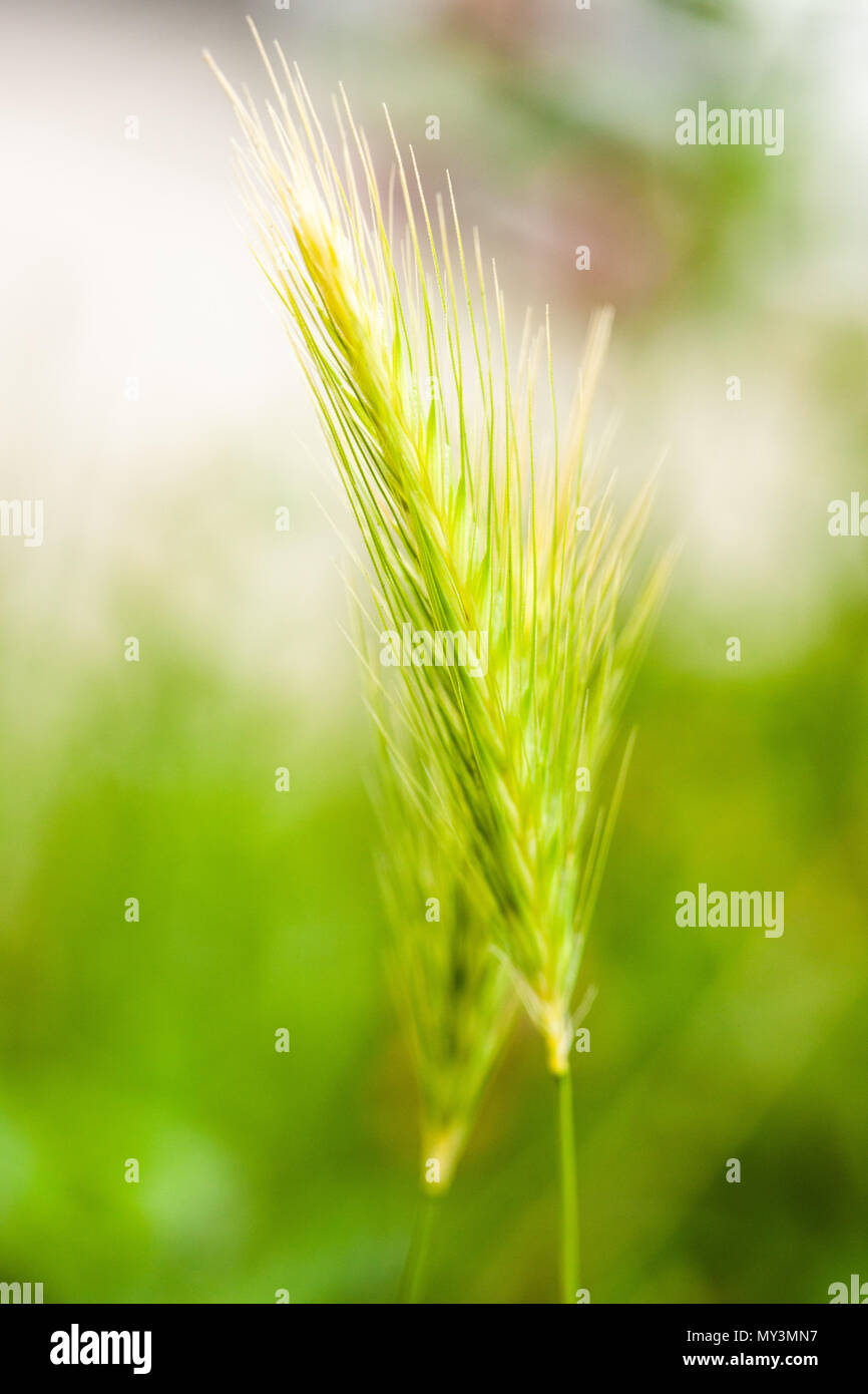 Ear of grain Stock Photo - Alamy