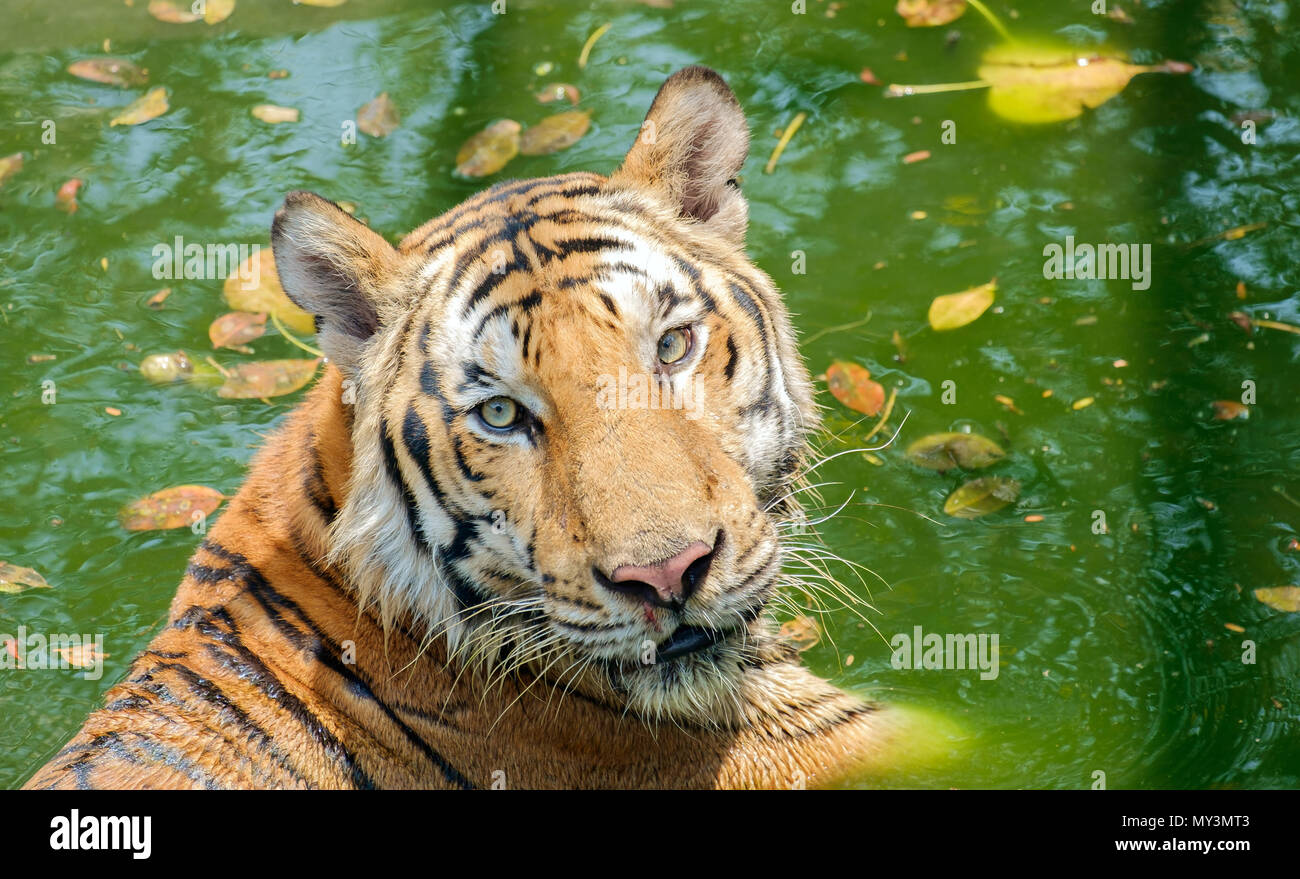 View of tiger immersed in the pool Stock Photo - Alamy