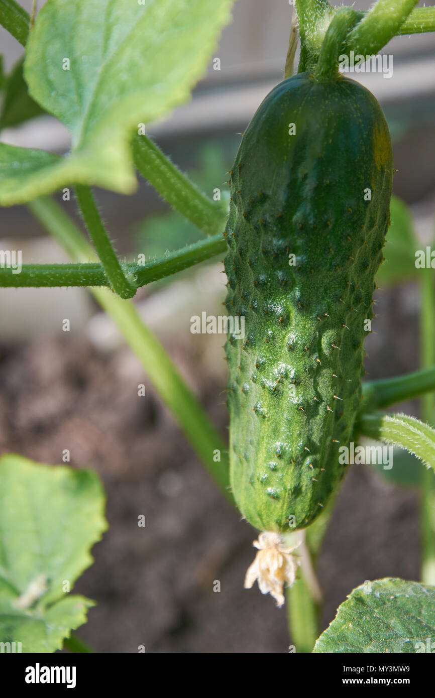 Ripe cucumber hi-res stock photography and images - Alamy
