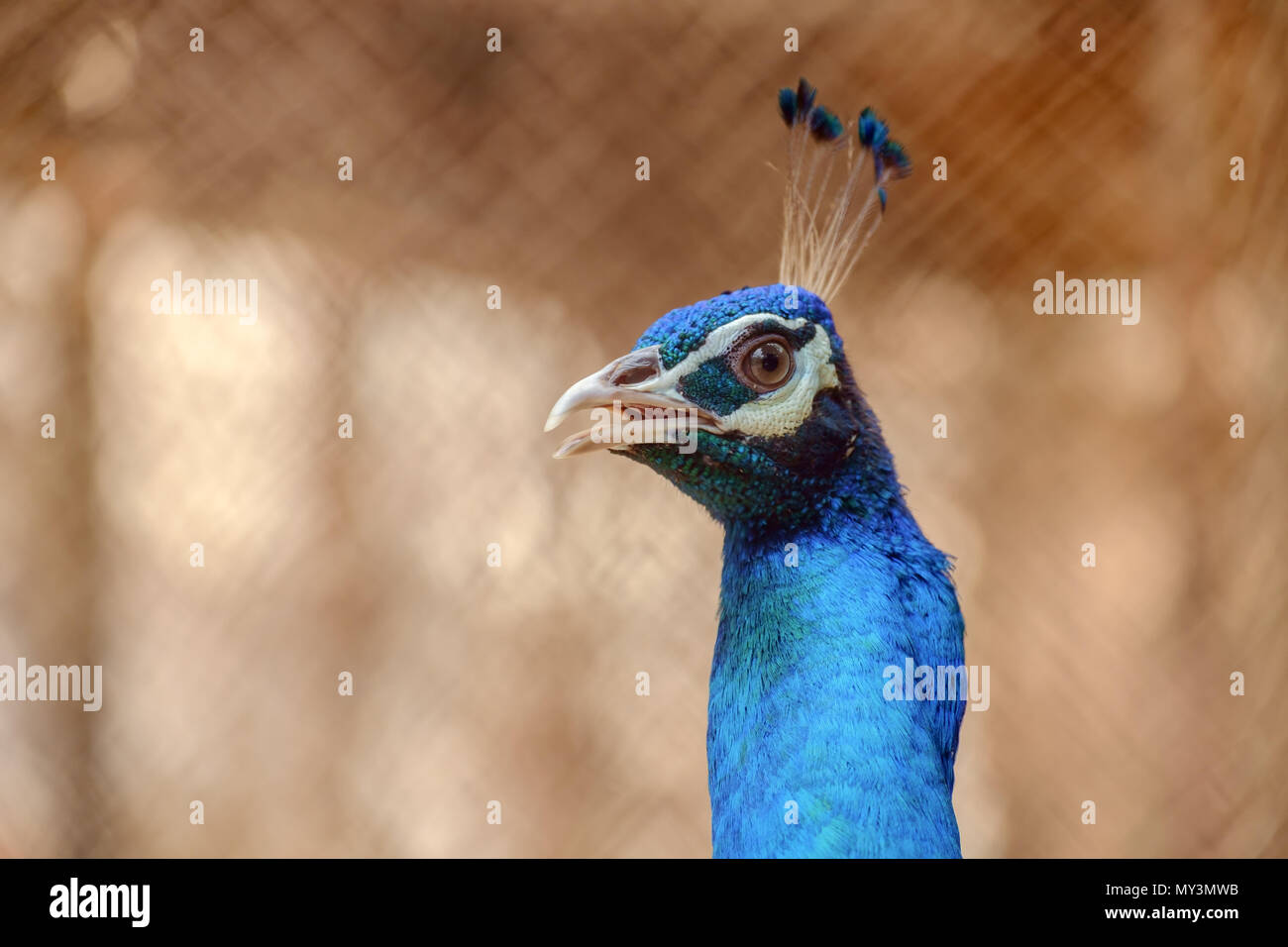 Peacock head hi-res stock photography and images - Alamy