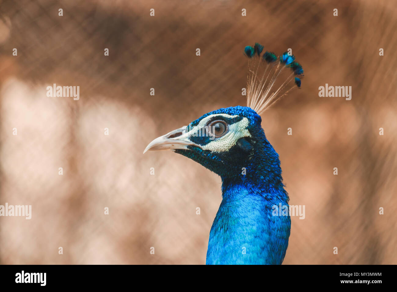Peacock head feather hi-res stock photography and images - Alamy