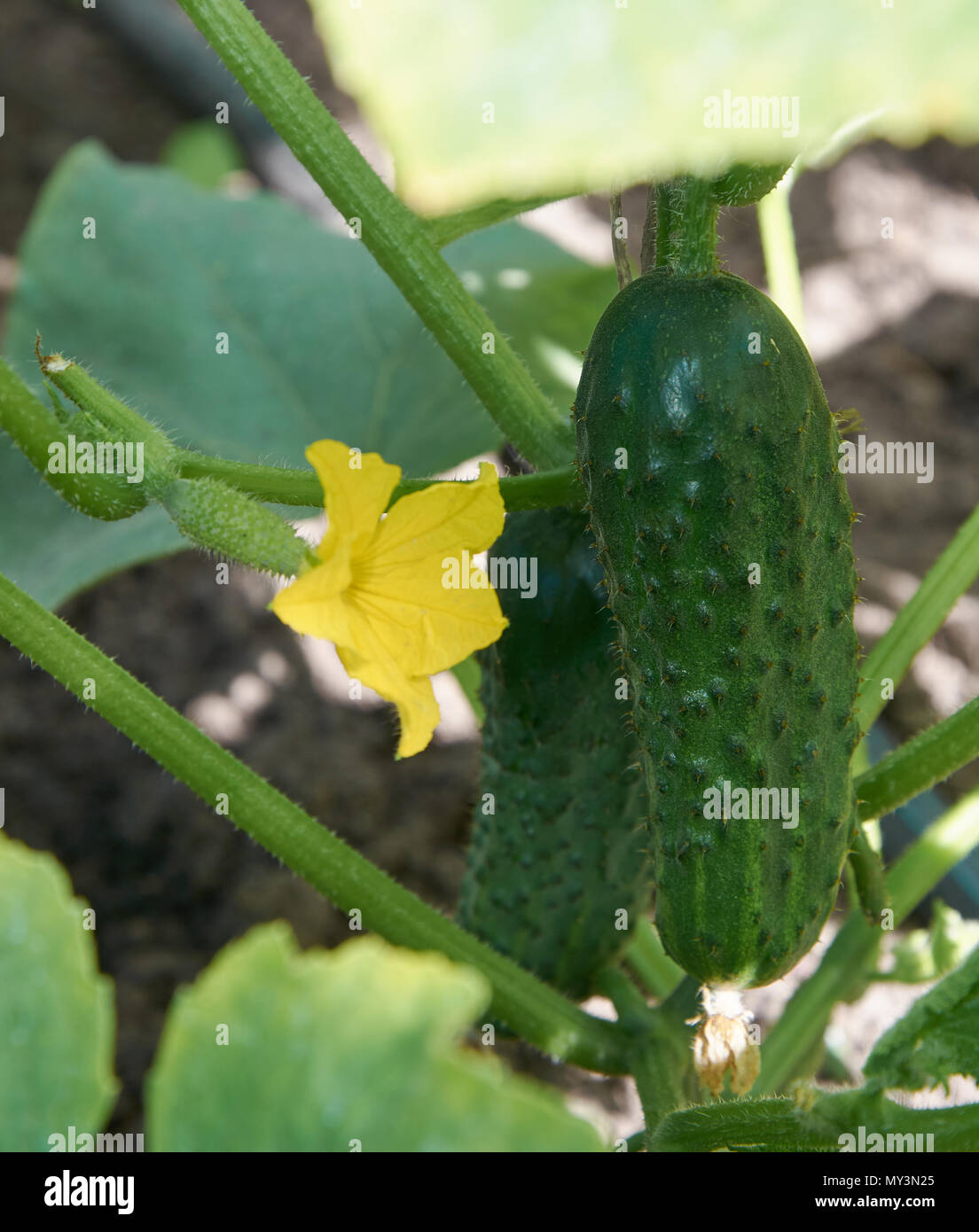 How to grow cucumbers hi-res stock photography and images - Alamy