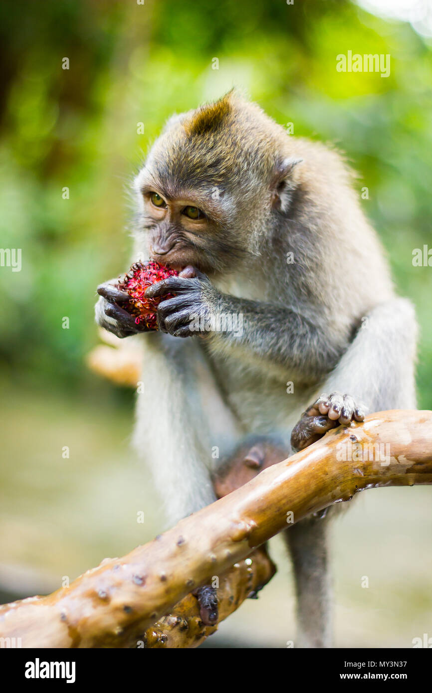 Macaque monkey eating dragon fruit in Monkey Forest in Ubud, Bali ...