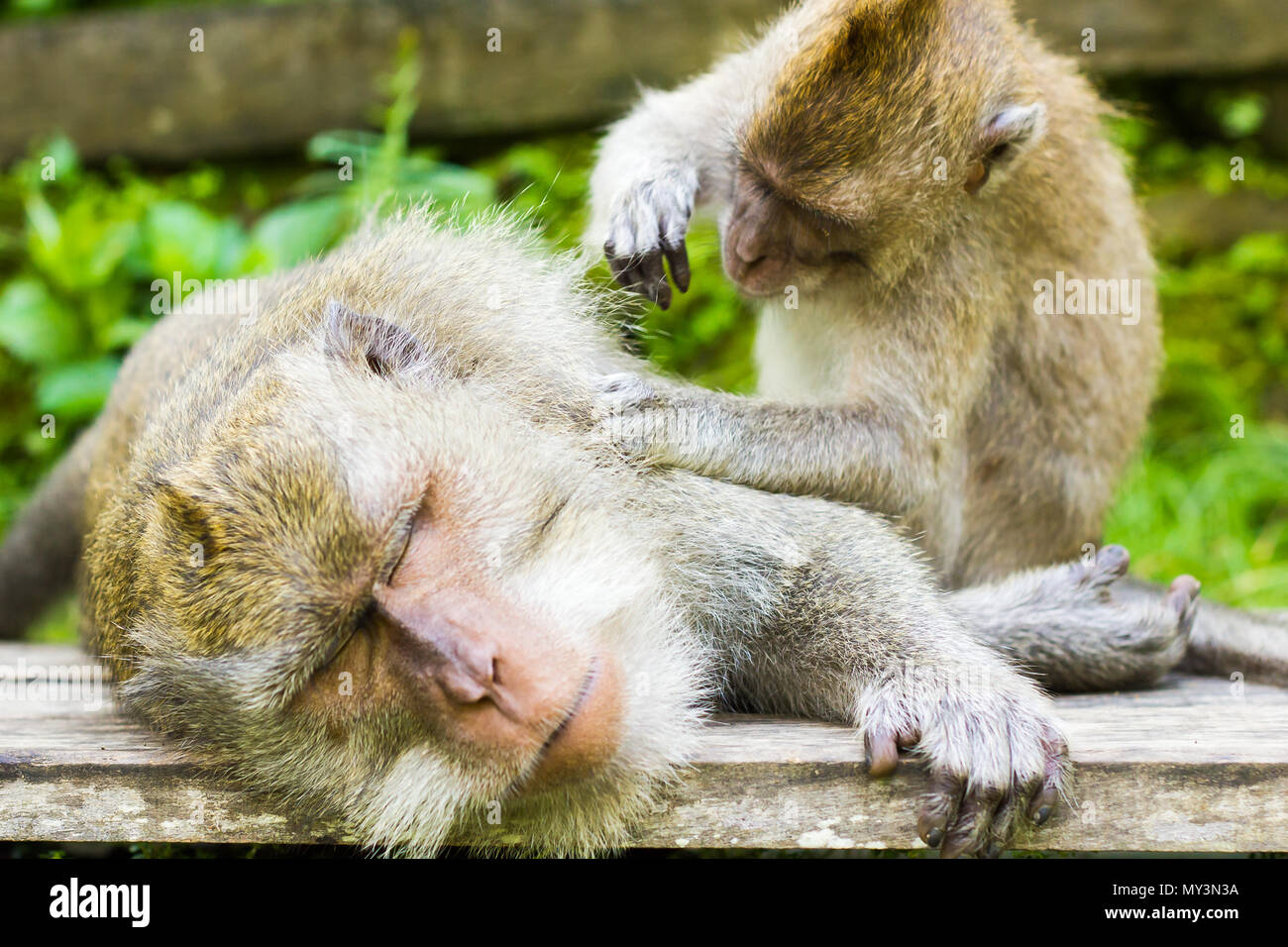 Relaxed monkey is sleeping and get massage by another monkey in Ubud ...