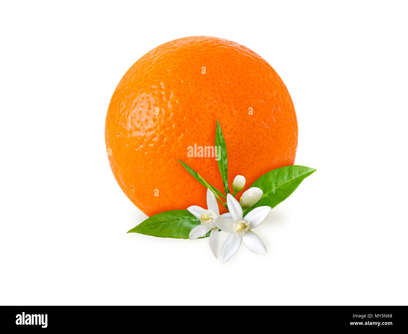 Orange tropical flowers hi-res stock photography and images - Alamy