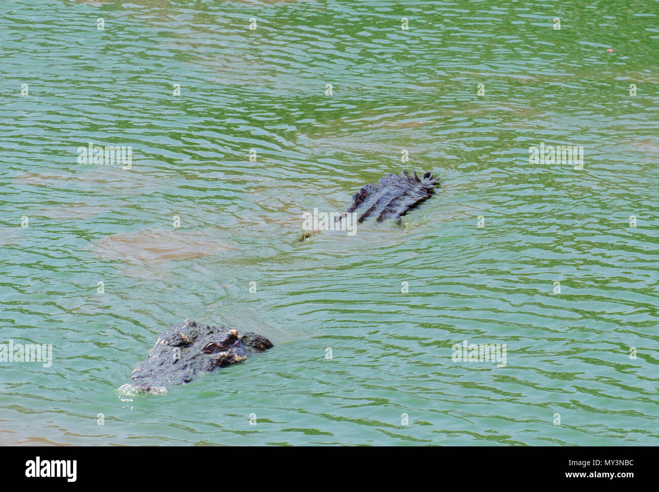 View of dangerous crocodiles immersed in the pool Stock Photo - Alamy