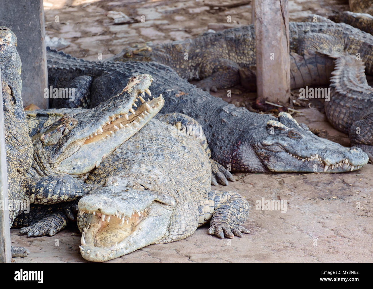 View of dangerous crocodiles swamp on the ground Stock Photo - Alamy