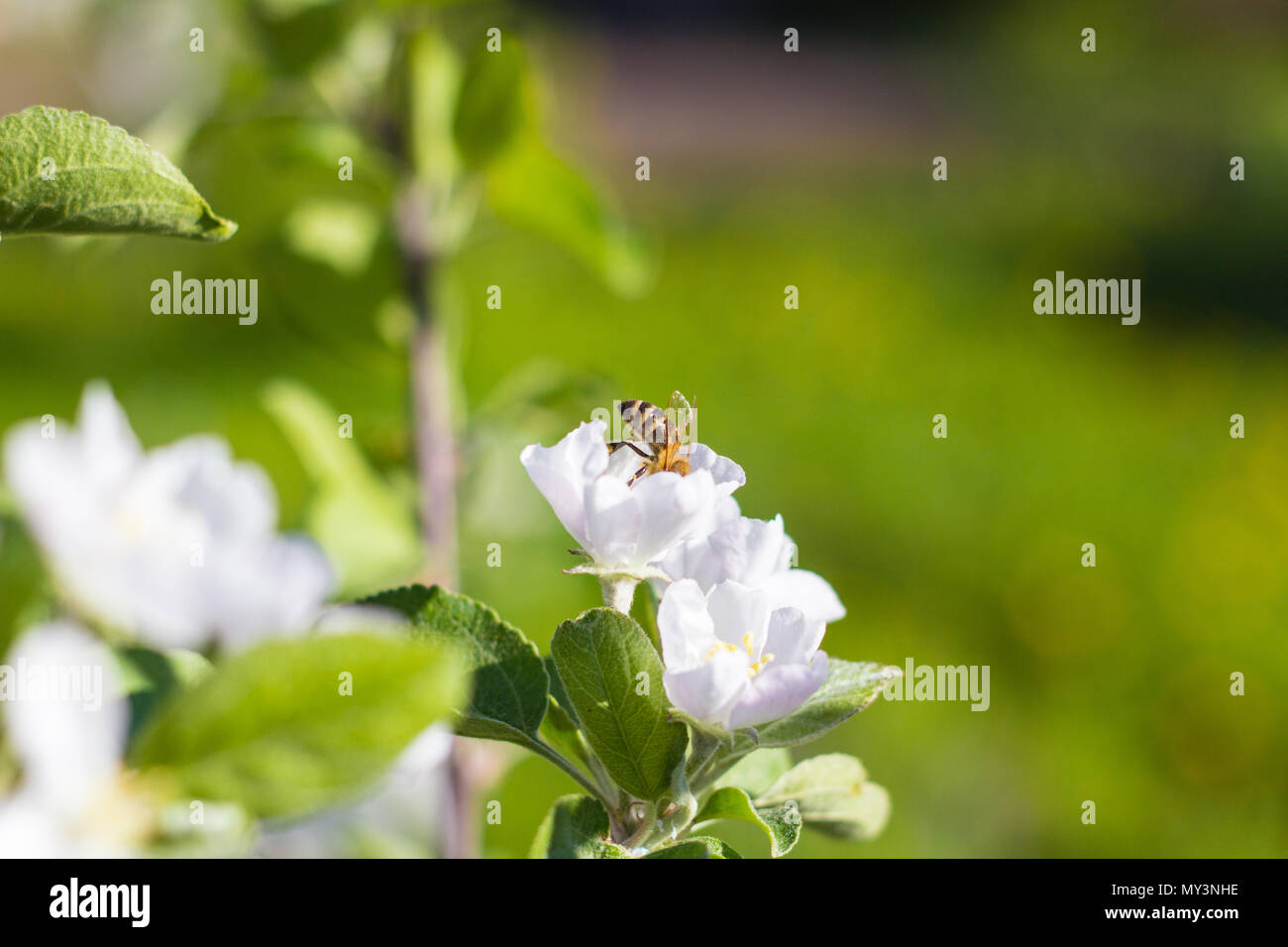 Shallowfield hi-res stock photography and images - Alamy