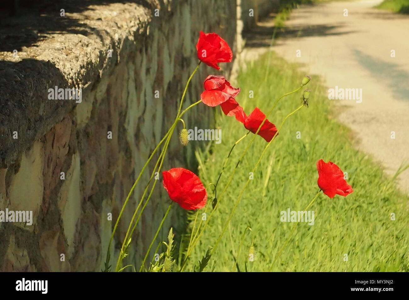 Roadside red poppy flowers Stock Photo - Alamy