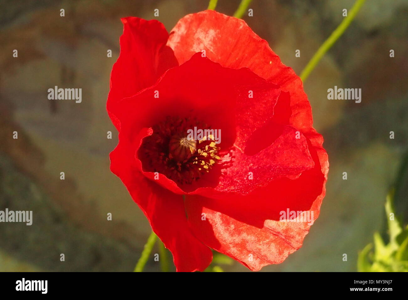 Roadside red poppy, single flower Stock Photo - Alamy