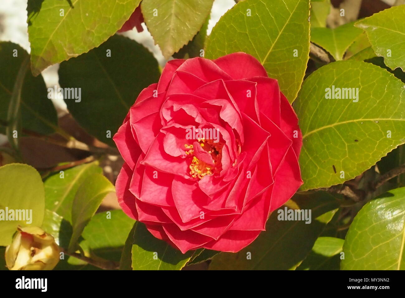 Deep pink flower hi-res stock photography and images - Alamy