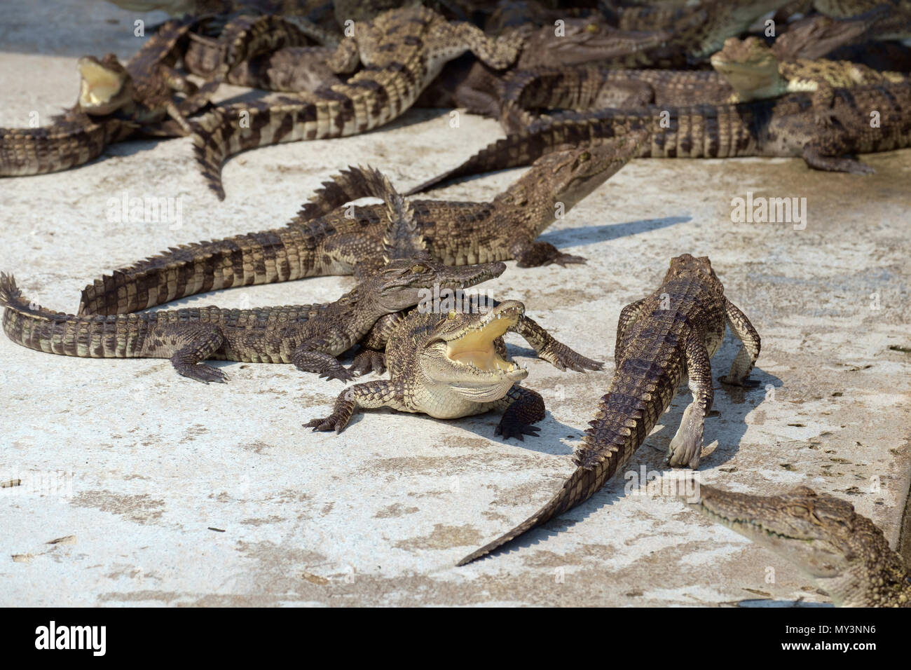 View of baby crocodiles swamp on the ground Stock Photo - Alamy