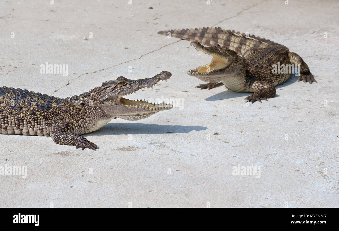 View of baby crocodiles swamp on the ground Stock Photo - Alamy