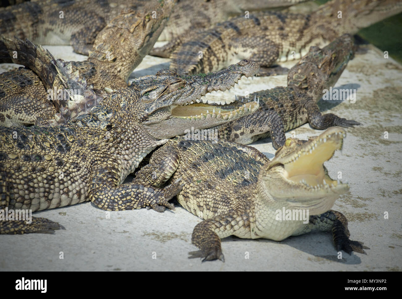 View of baby crocodiles swamp on the ground Stock Photo - Alamy