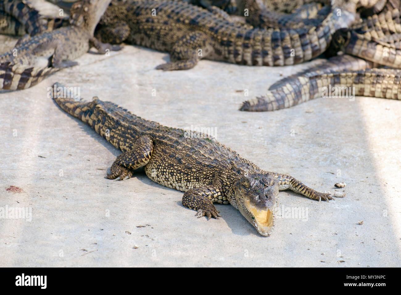 View of baby crocodiles swamp on the ground Stock Photo - Alamy