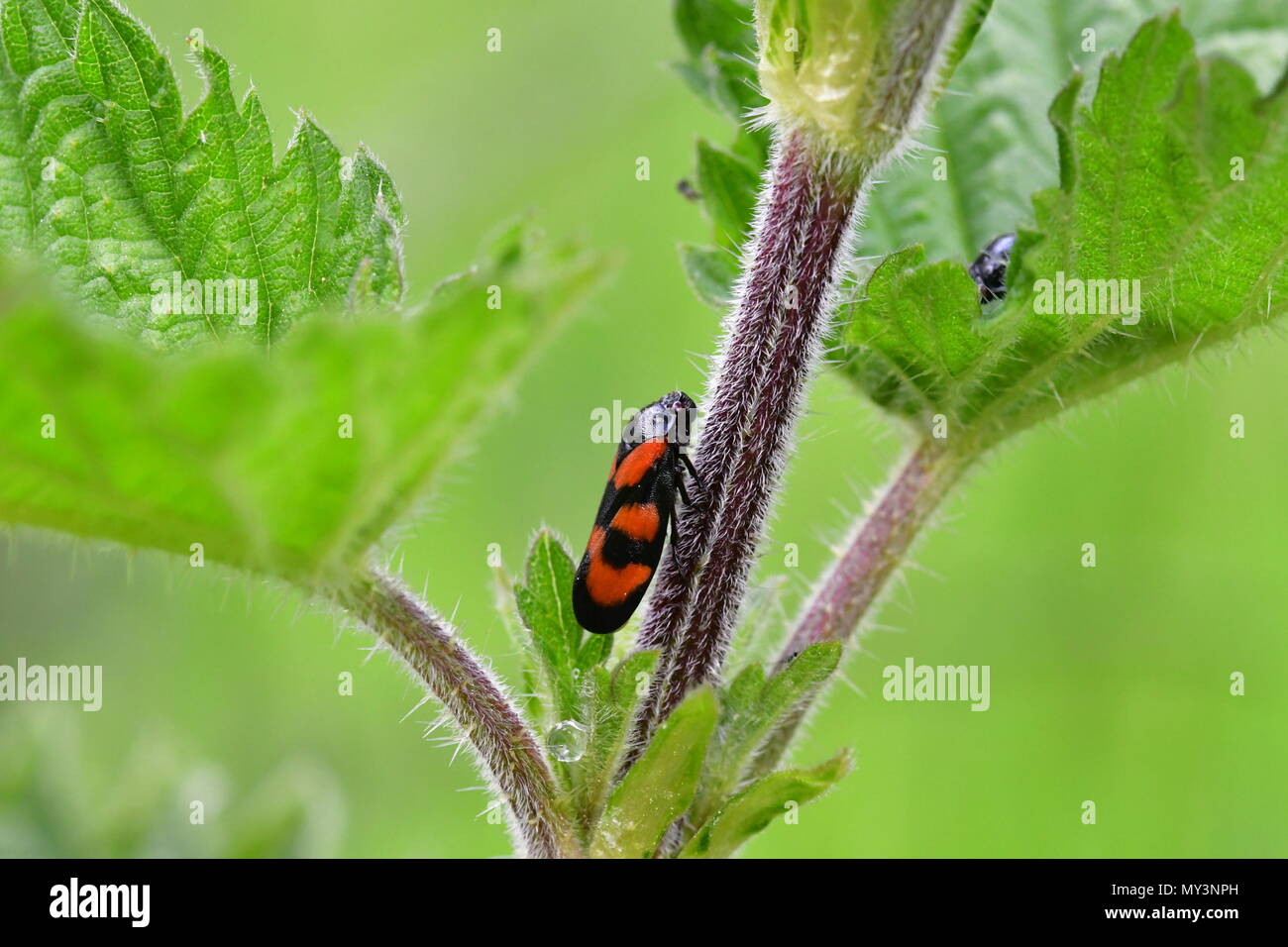 Black and red leaf hopper Stock Photo - Alamy