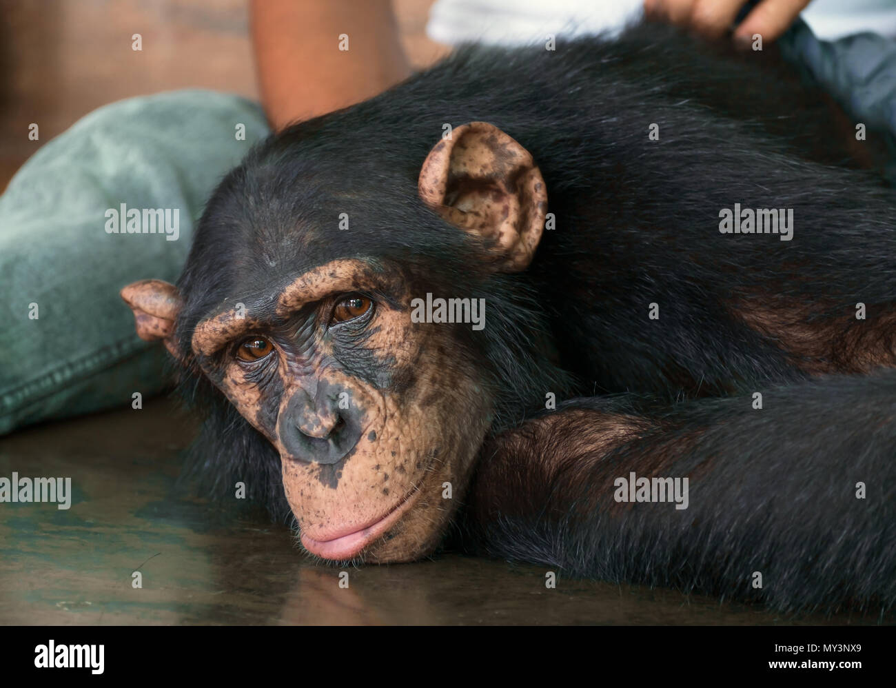 Chimpanzee chimp primate hi-res stock photography and images - Alamy